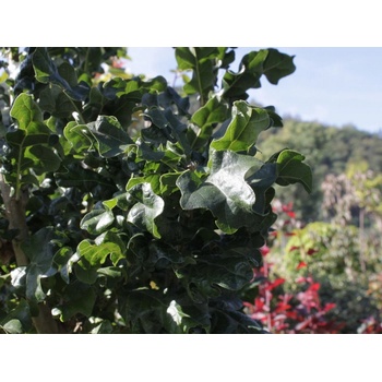 dub cer - Quercus cerris Curly Head - Heureka.cz