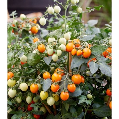 Rajče Tiny Temptations Orange PhR - Solanum lycopersicum - semena - 5 ks - Heureka.cz