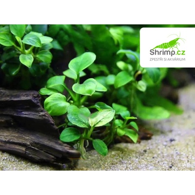 Anubias nana micro - Heureka.cz