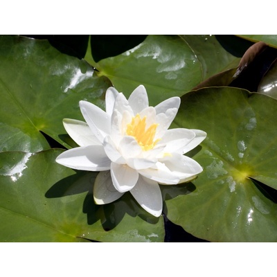 Banat Lekno biele - Nymphaea White - Heureka.sk