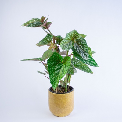 Rozvoz květin: Begonia snow capped - Říčany - Heureka.cz