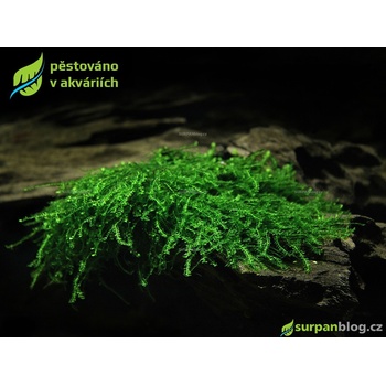 Pilotrichaceae sp. Pilo moss - Heureka.cz