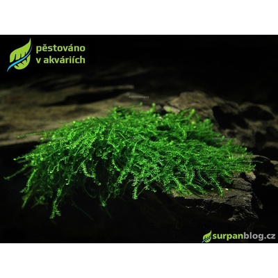 Pilotrichaceae sp. Pilo moss - Heureka.cz