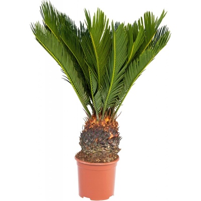 Exotenherz Cykas japonský - Cycas revoluta v 14 cm kvetináči od 30,99 ...