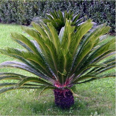 Cykas japonský - Cycas revoluta - osivo cykasu - 2 ks - Heureka.cz