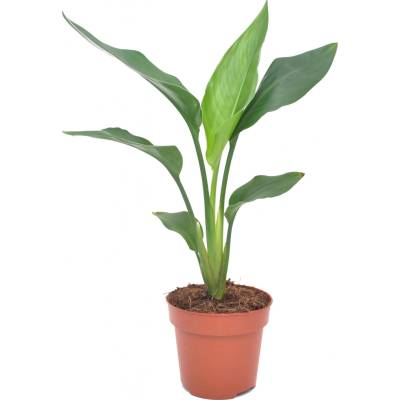 Plant in a Box Rastlina v krabici - Strelitzia Reginea - Strelitzia ...