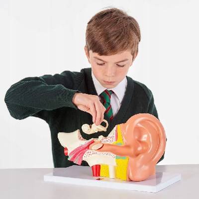 Vzdělávací sada Lidské ucho - Heureka.cz