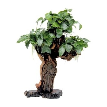 Dennerle Bonsai M s Anubias nana 20 x 10 x 30 cm od 790 Kč - Heureka.cz