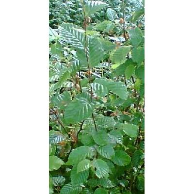 živý plot - habr obecný od 39 Kč - Heureka.cz