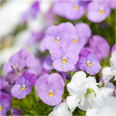 Violka Twix F1 Rosy Viola cornuta semena violky 20 ks - Heureka.cz