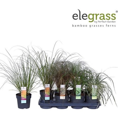 Carex mix - ø14cm - Heureka.cz