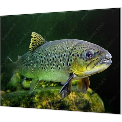 Ochranná doska ryba pstruh pod hladinou - 65x65cm - Heureka.sk