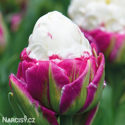 Tulipán plnokvětý Ice cream .: 25 ks - Heureka.cz