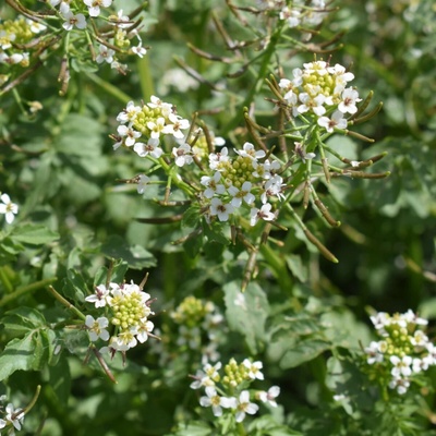Potočnice lékařská Nasturtium officinale semena 250 ks od 31 Kč ...