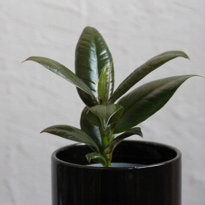 Ficus Elastica Small Form baby - Heureka.sk