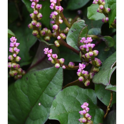 Malabarský špenát Bazela - Basella alba - prodej semen - 17 ks od 41 Kč ...