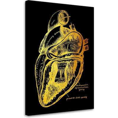 Gario Obraz Zlatá anatómia, funkcia srdca - Gab Fernando Rozmery: 40 x ...