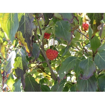 dřín japonský - Cornus kousa Nicole - Heureka.cz