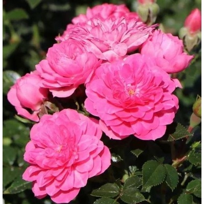 Růže půdopokryvná Kordes, Rosa Knirps, růžová, velikost kontejneru 5 l ...