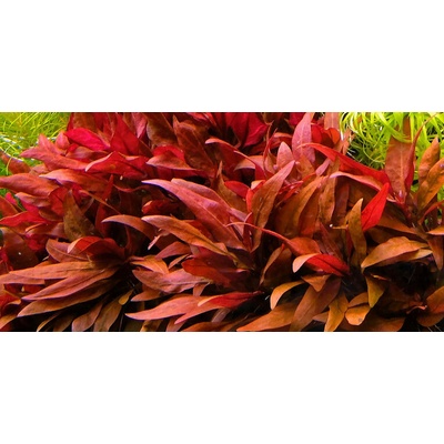 Alternanthera Red Ruby od 3,5 € - Heureka.sk