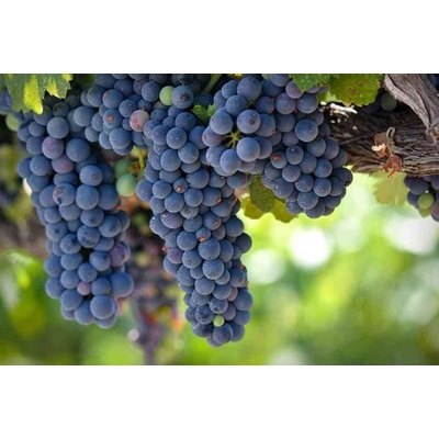 Réva vinná 'Zilga' - Vitis vinifera Zilga - Heureka.cz