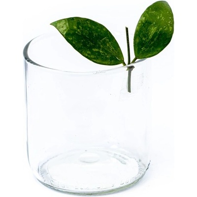 Gardners Hoya carnosa Gracilis - řízek k zakořenění Hoja, Voskovka od ...