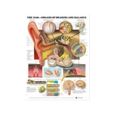 Ear: Organs of Hearing and Balance Anatomical Chart od 17,13 € - Heureka.sk