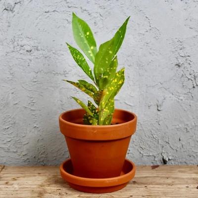 Kroton Codiaeum variegata baby od 9,9 € - Heureka.sk