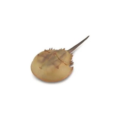 Collecta Ostrorep od 159 Kč - Heureka.cz