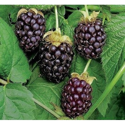 Rubus x Boysenberry - Heureka.cz